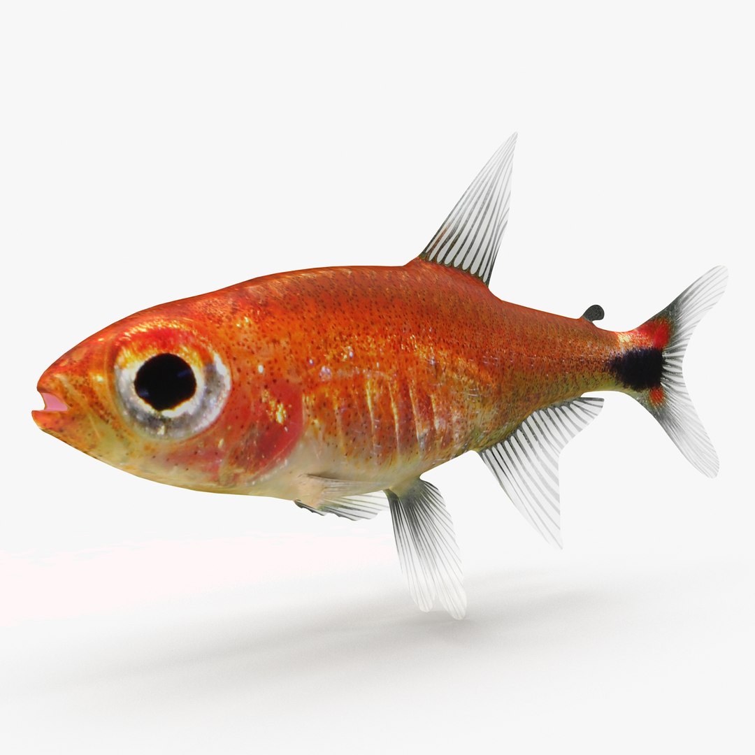 Ruby Tetra 3d Model