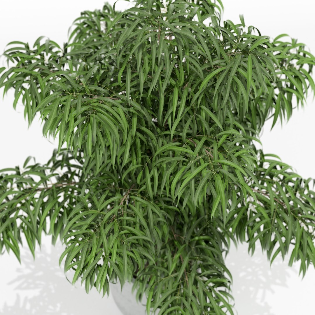 3D Plants 156 Model - TurboSquid 1423525
