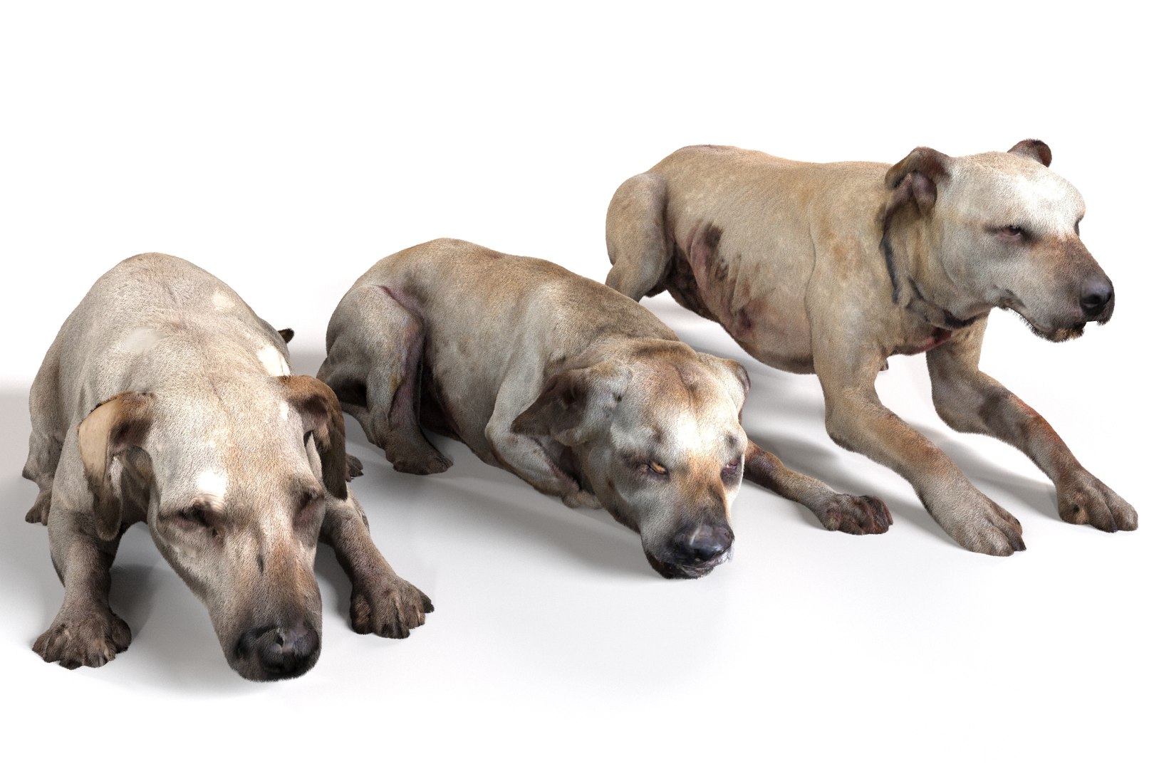3D Model Old Furious Dog Pack - TurboSquid 2325986