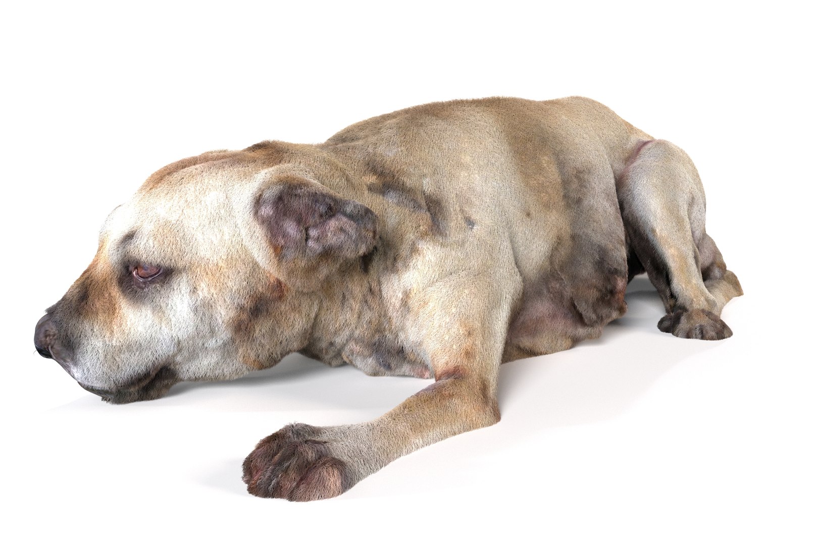 3D Model Old Furious Dog Pack - TurboSquid 2325986