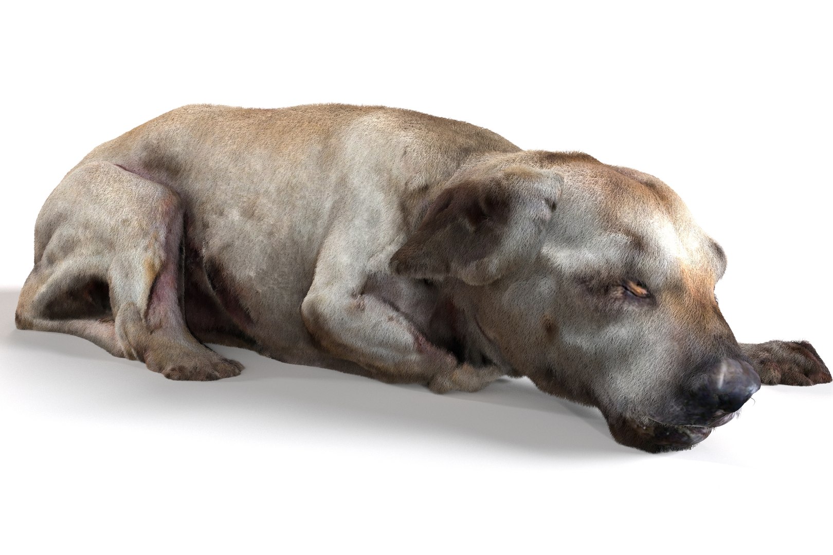 3D Model Old Furious Dog Pack - TurboSquid 2325986