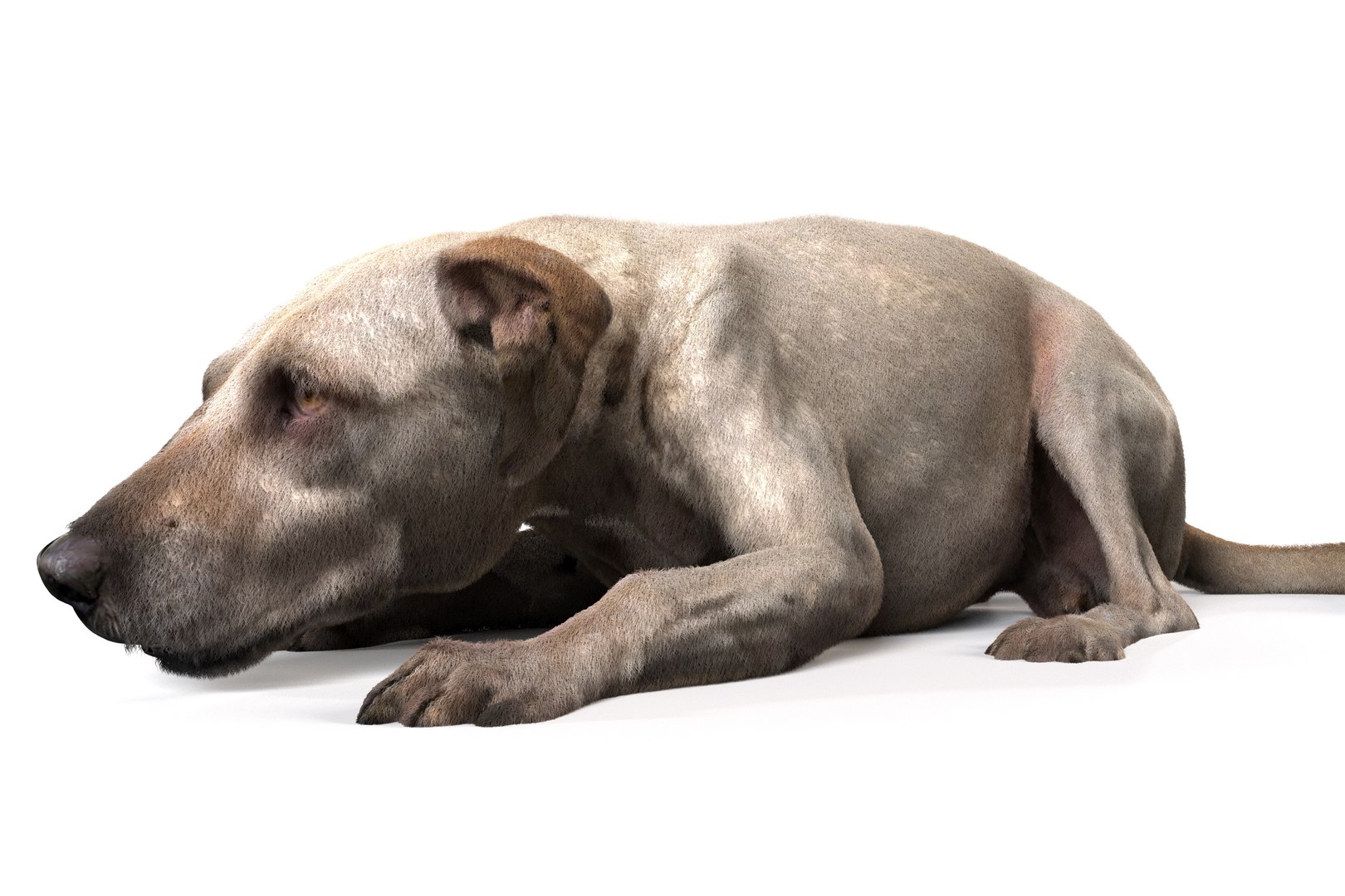 3D Model Old Furious Dog Pack - TurboSquid 2325986