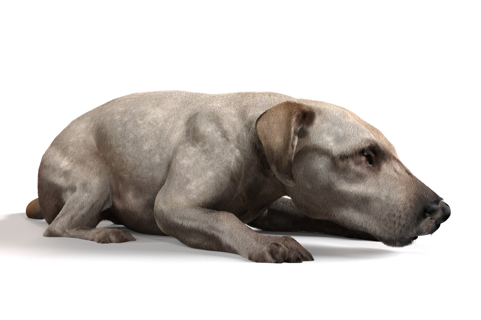 3D Model Old Furious Dog Pack - TurboSquid 2325986