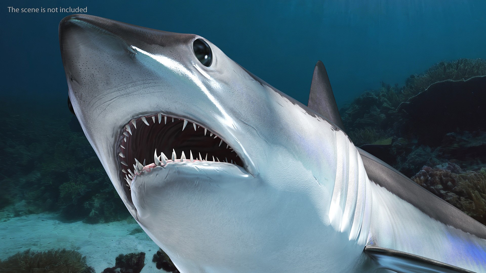 Isurus Oxyrinchus Shark 3D - TurboSquid 2292262