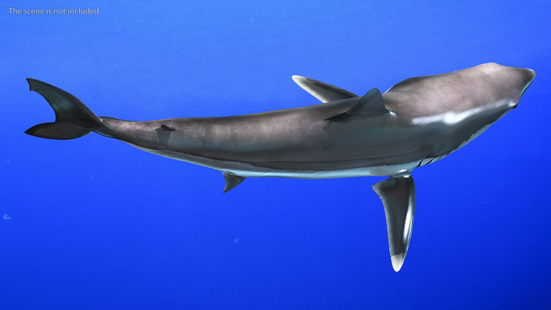 Isurus Oxyrinchus Shark 3D - TurboSquid 2292262