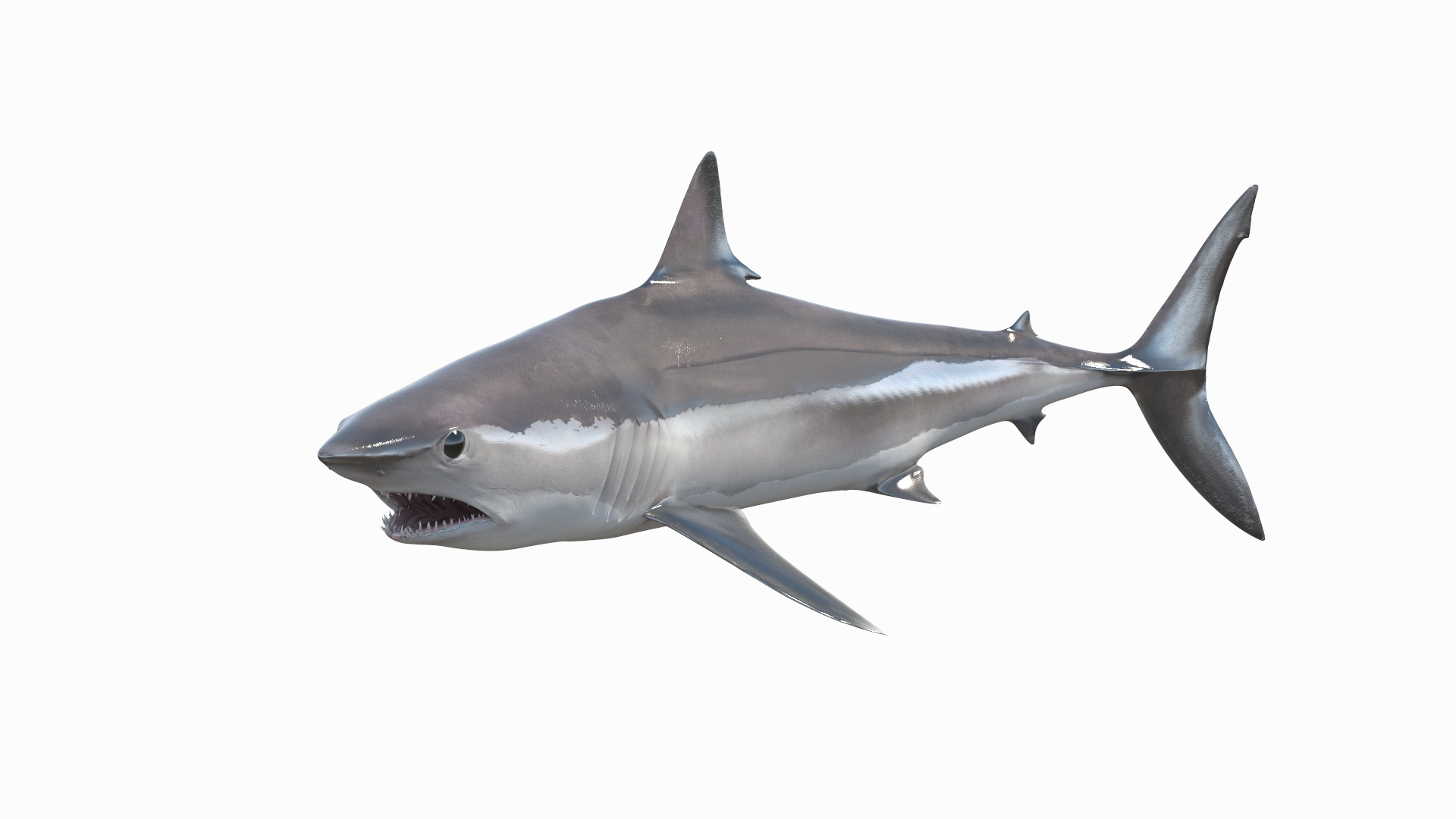 Isurus Oxyrinchus Shark 3D - TurboSquid 2292262