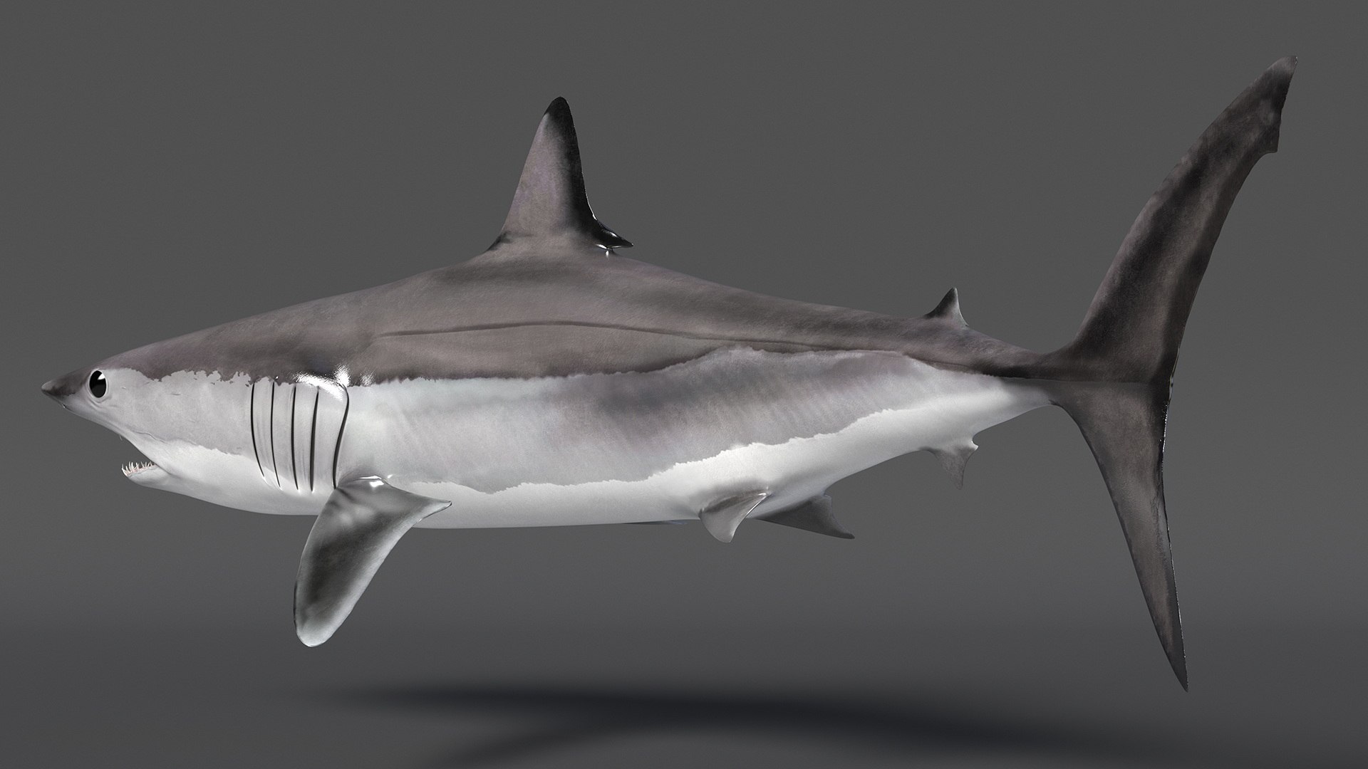 Isurus Oxyrinchus Shark 3D - TurboSquid 2292262