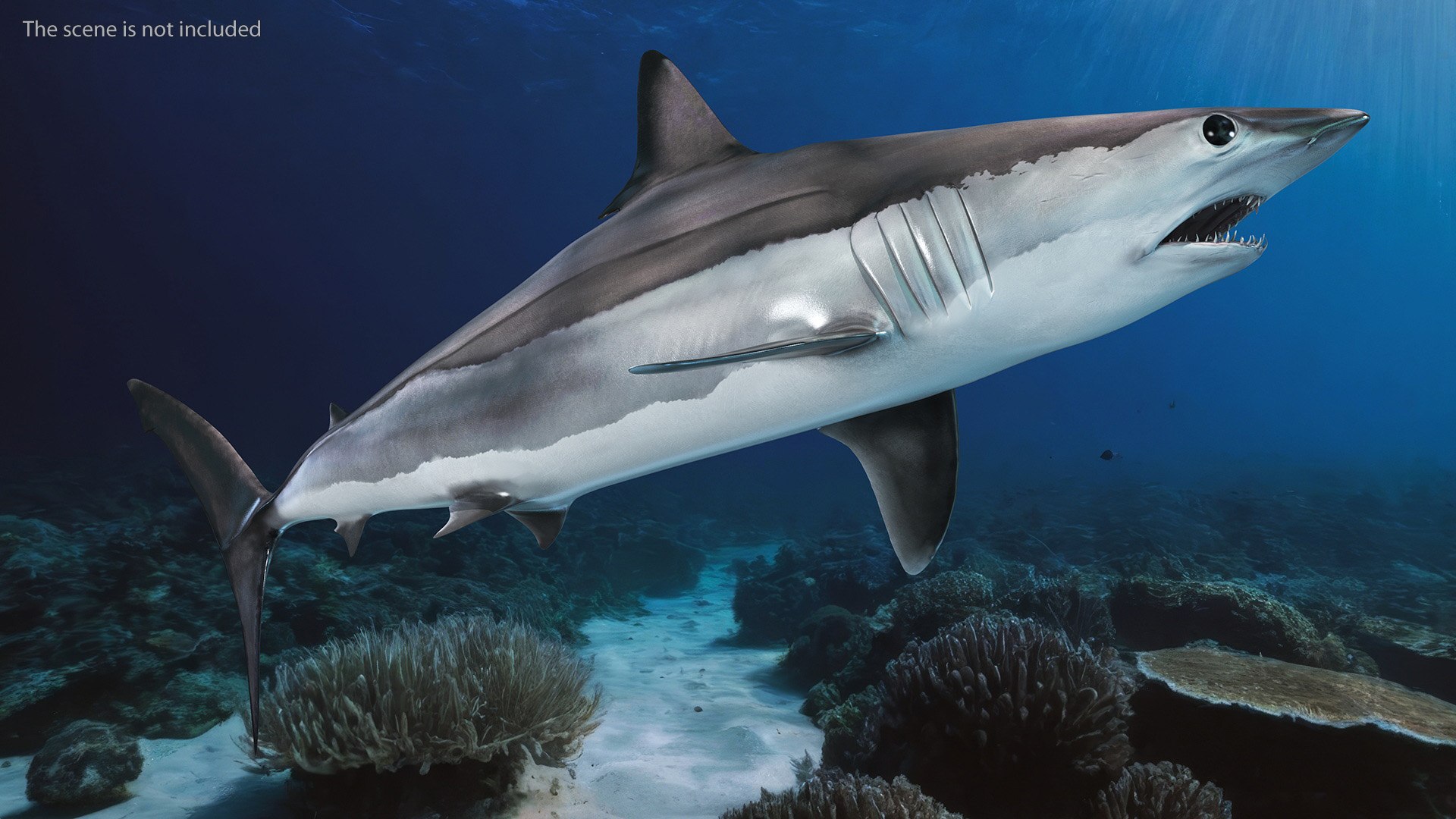 Isurus Oxyrinchus Shark 3D - TurboSquid 2292262