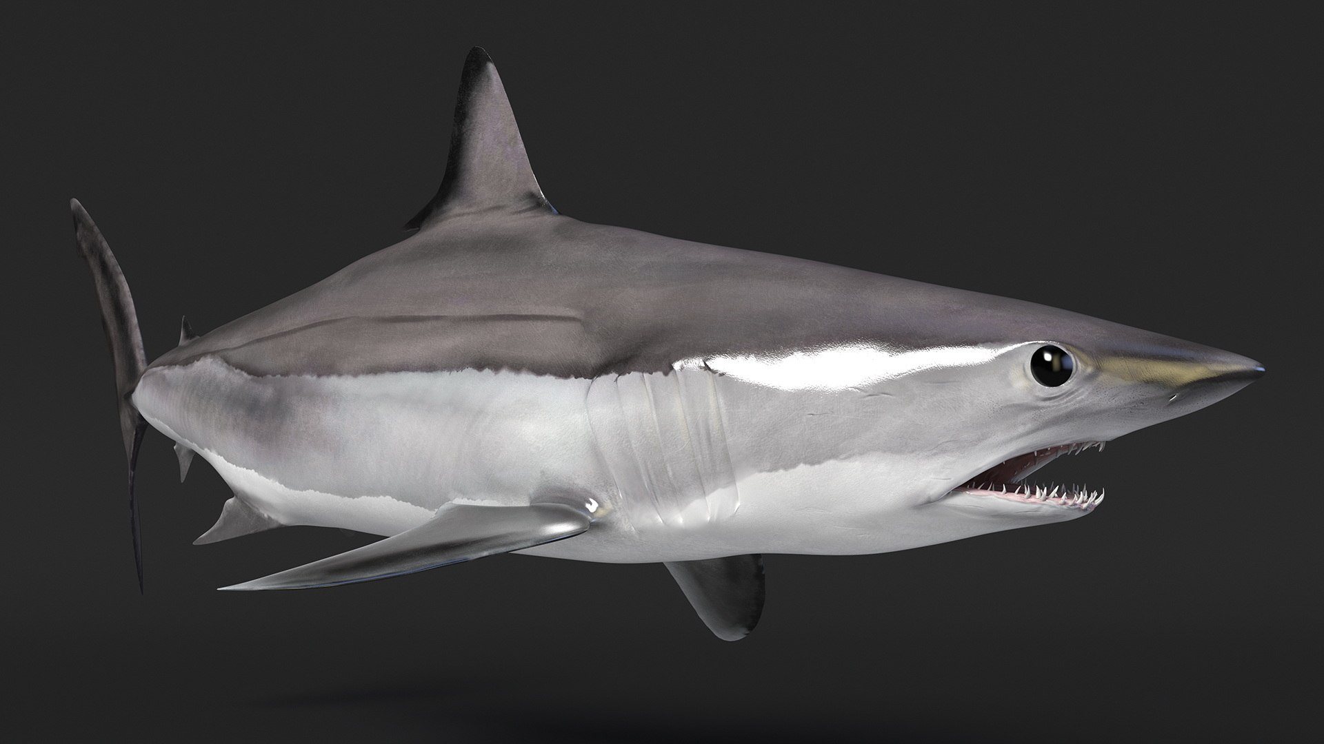 Isurus Oxyrinchus Shark 3D - TurboSquid 2292262