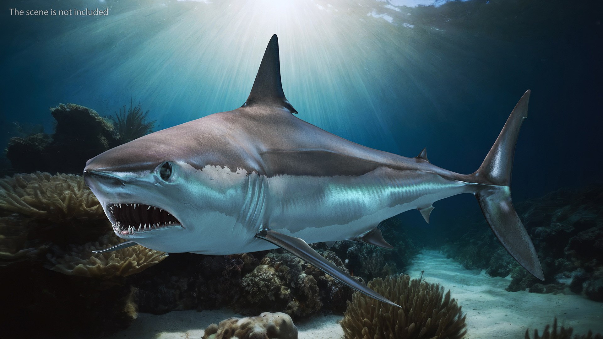 Isurus Oxyrinchus Shark 3D - TurboSquid 2292262