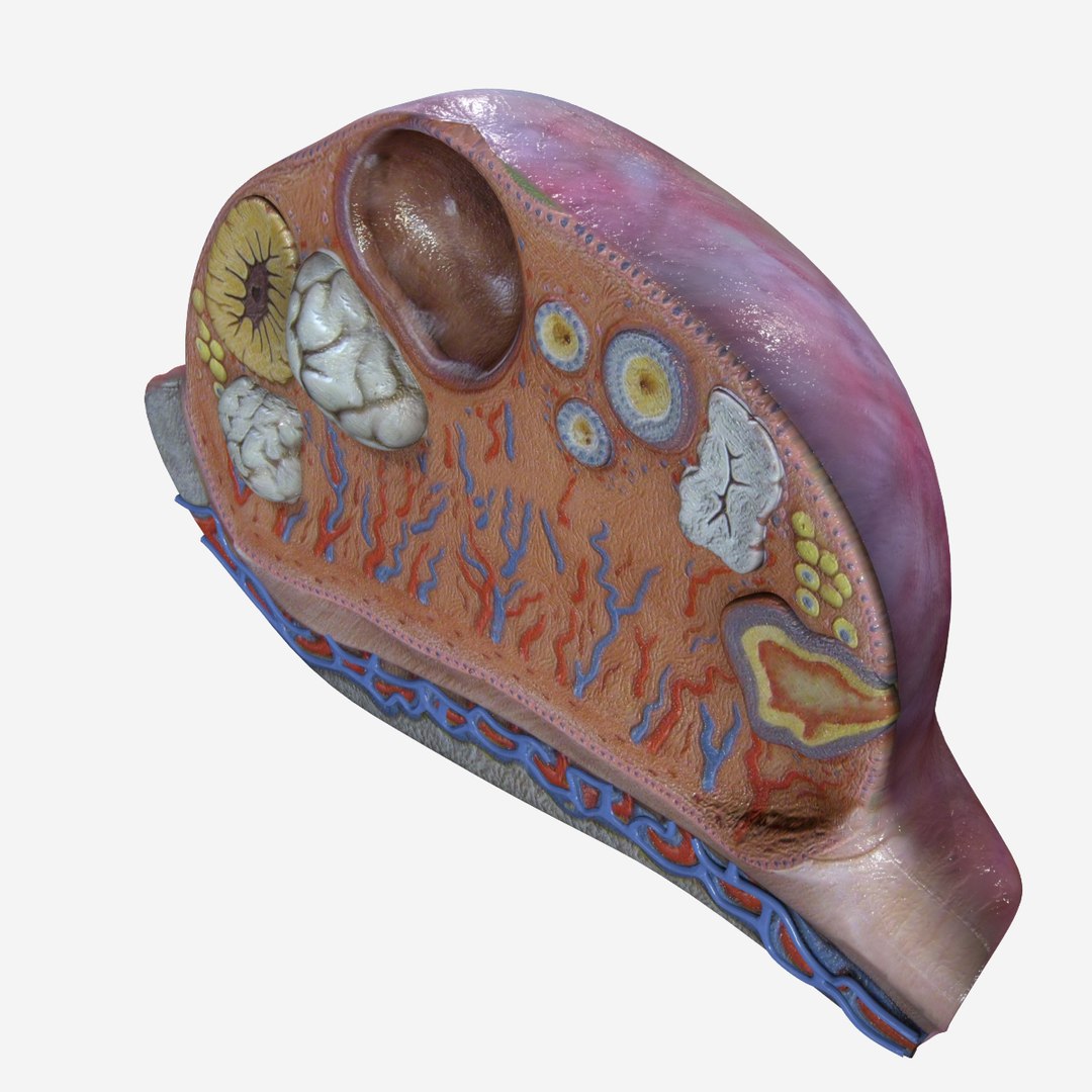 Anatomy Ovary 3D - TurboSquid 1520711