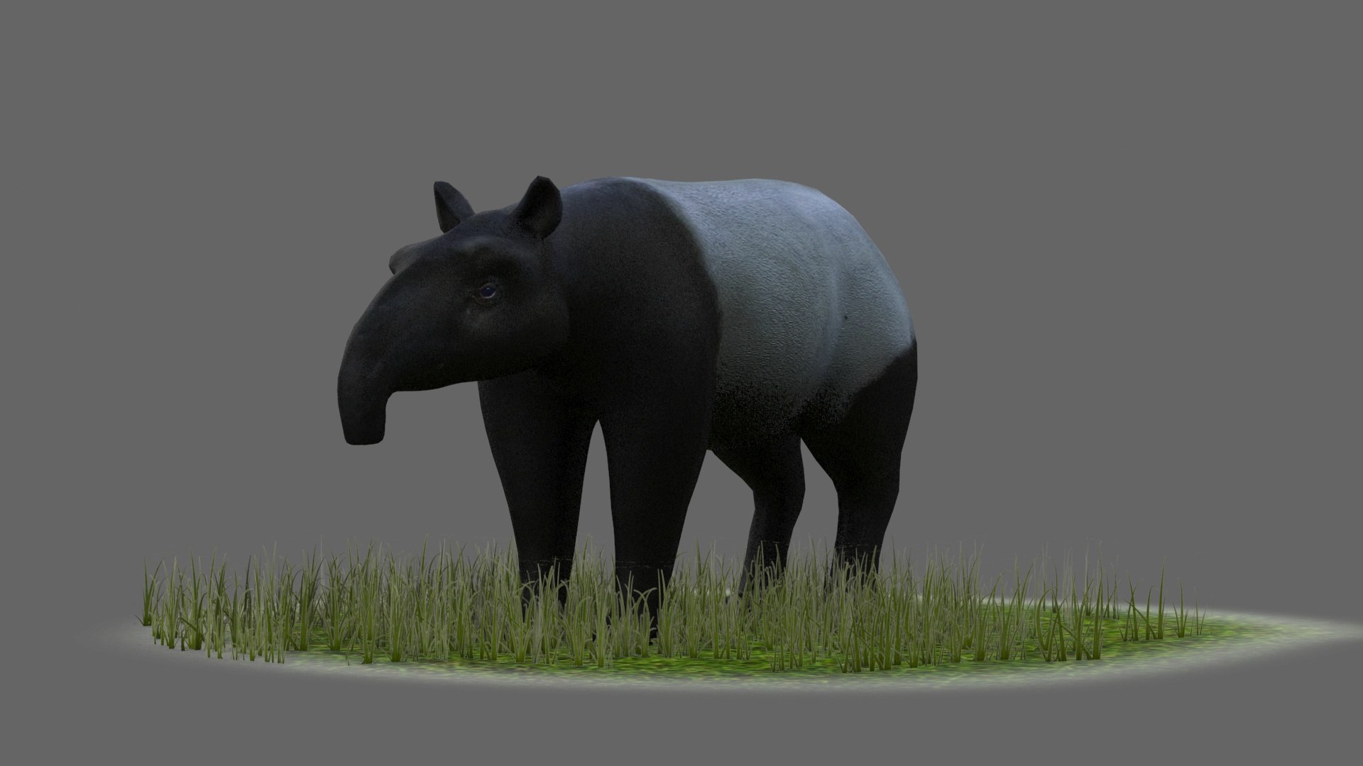 Lowland tapir Tapirus terrestris South tapir 3D model - TurboSquid 2156494