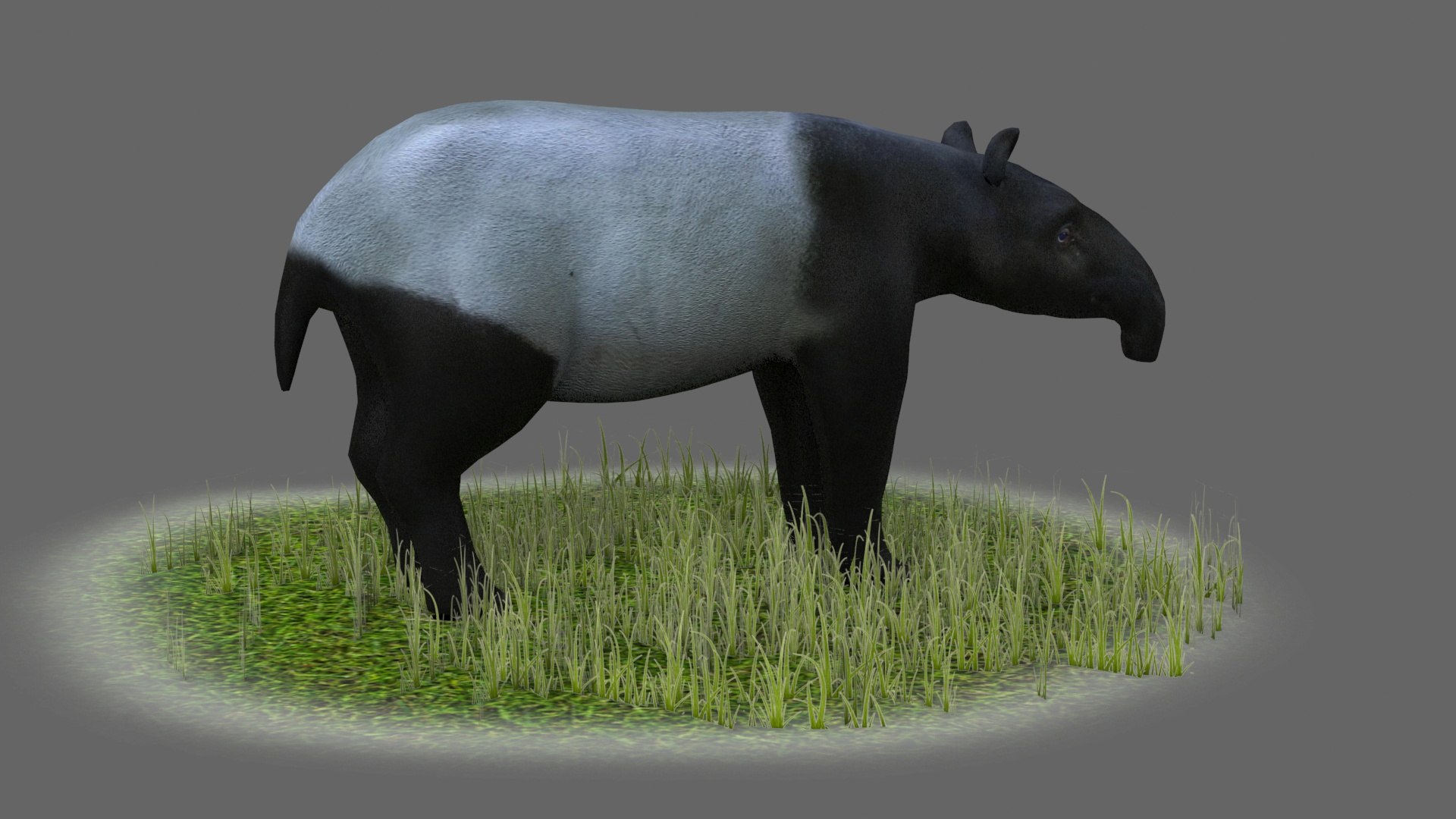 Lowland tapir Tapirus terrestris South tapir 3D model - TurboSquid 2156494