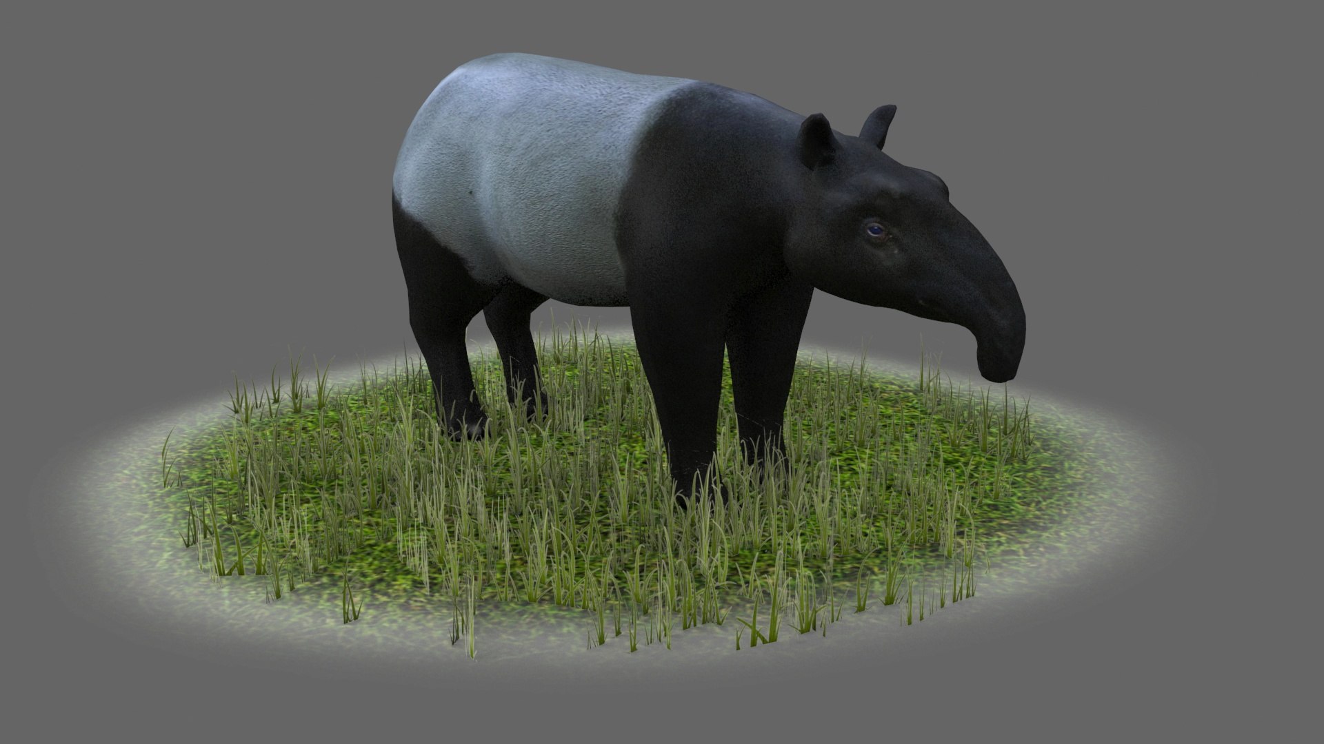 Lowland tapir Tapirus terrestris South tapir 3D model - TurboSquid 2156494