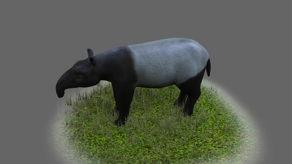 modelo 3d Danta de llanura Tapirus terrestris Danta del sur ...