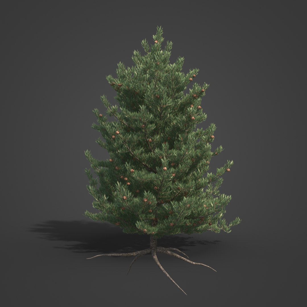 2021 PBR Pinyon Pine Collection - Pinus Edulis 3D Model - TurboSquid ...