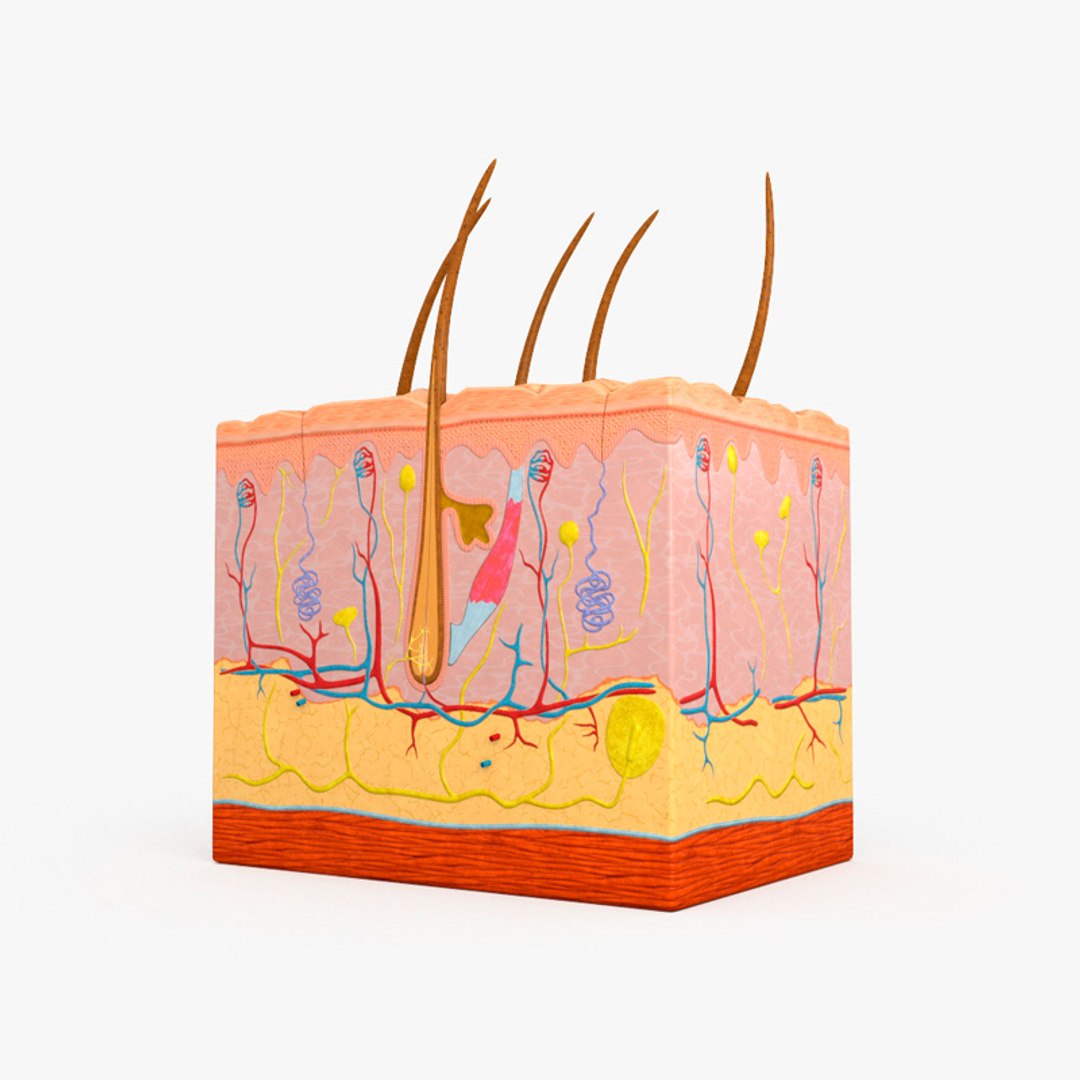 modelo 3d Skin Anatomy - TurboSquid 1994103