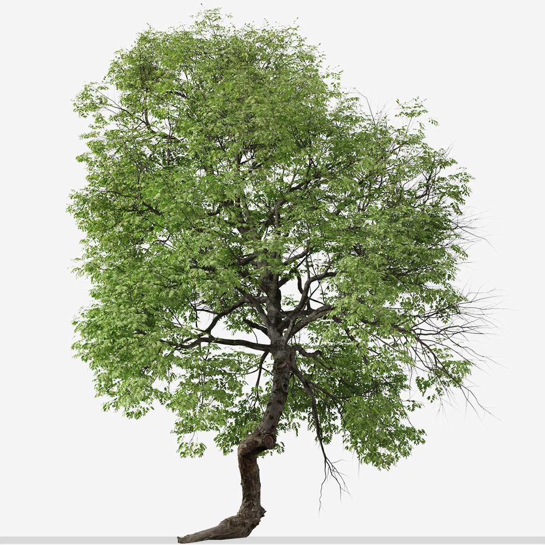 Set Of Shagbark Hickory Or Carya Ovata Tree - 2 Trees 3D Model ...