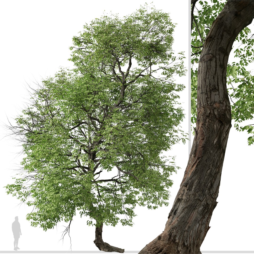 Set Of Shagbark Hickory Or Carya Ovata Tree - 2 Trees 3D Model ...