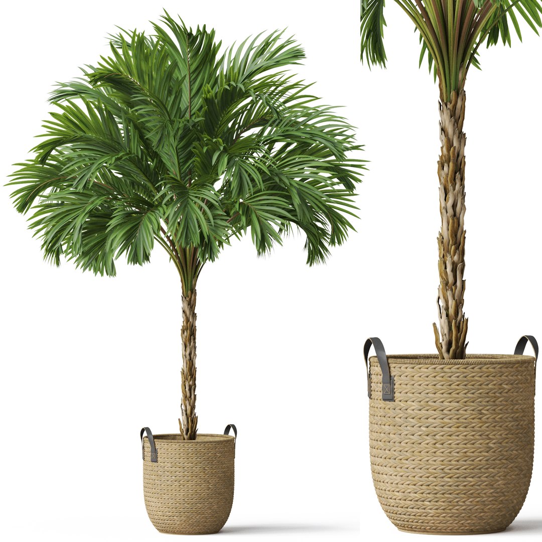 3D Plants Collection 797 Model - TurboSquid 1963616