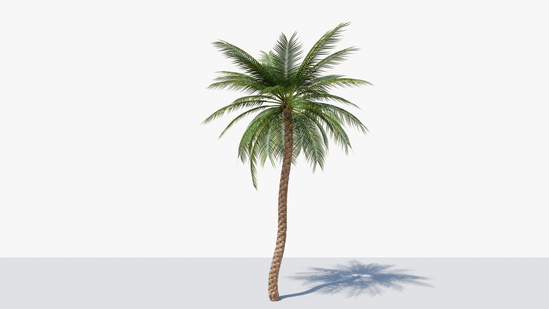 Date Palm V4 3D Model - TurboSquid 2015461