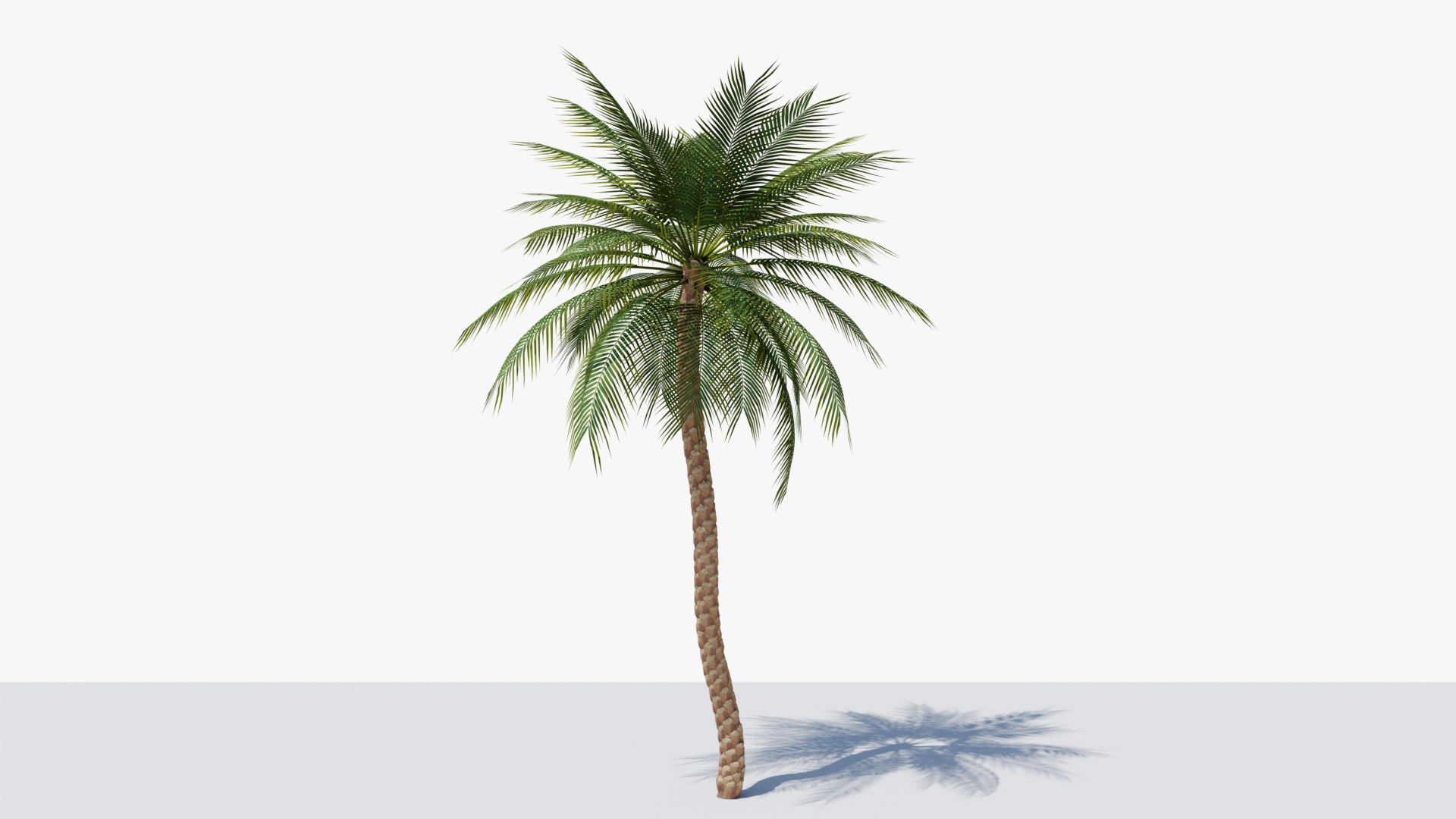 Date Palm V4 3D Model - TurboSquid 2015461