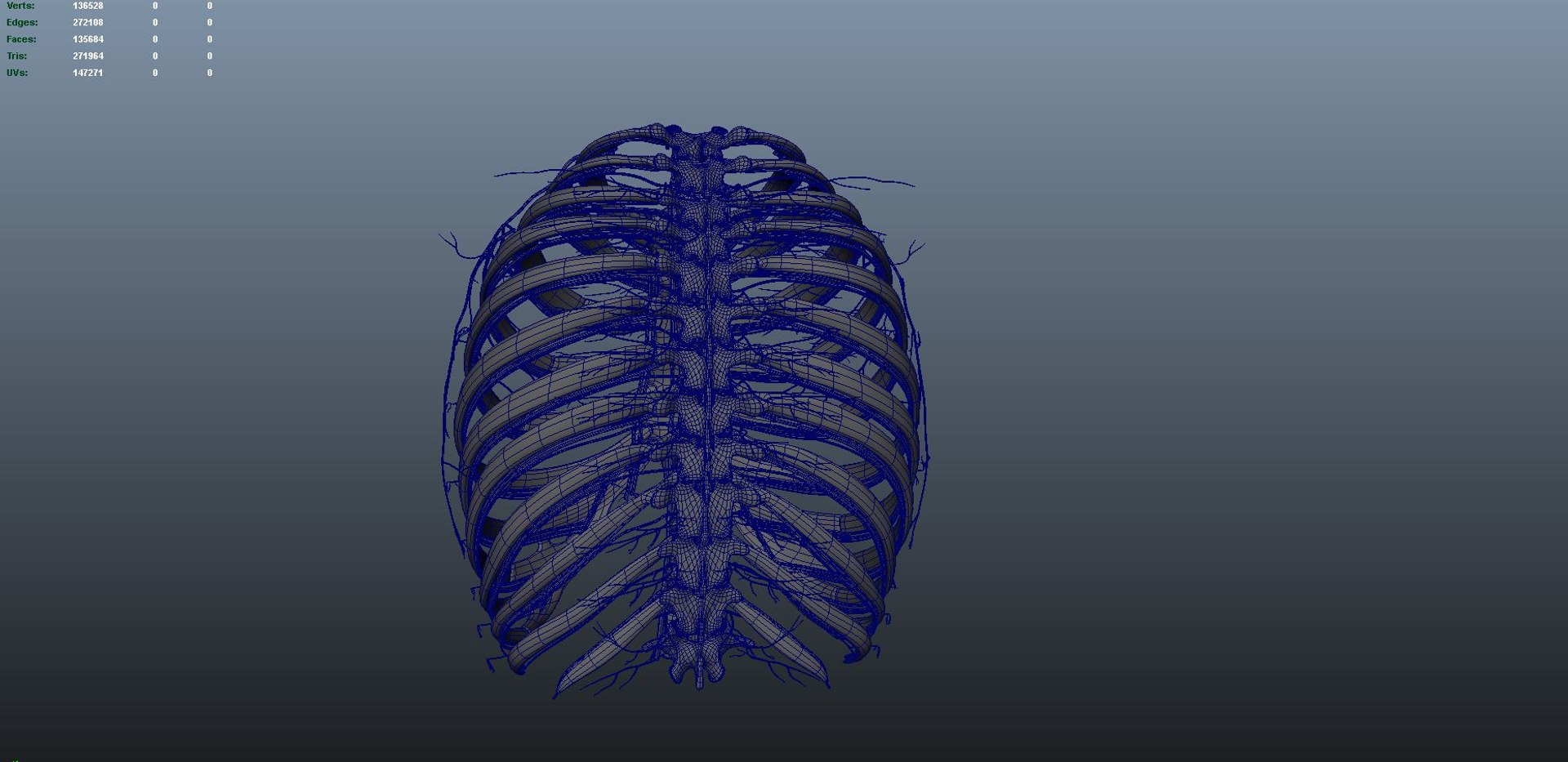 Ribcage Anatomy Obj