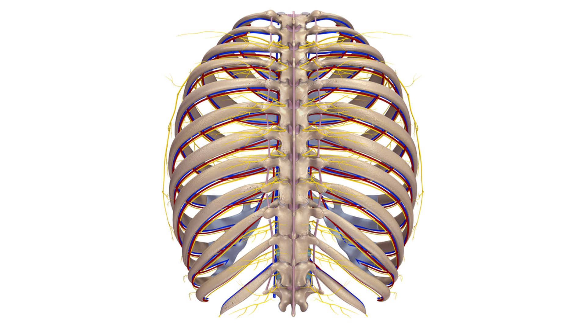 Ribcage Anatomy Obj