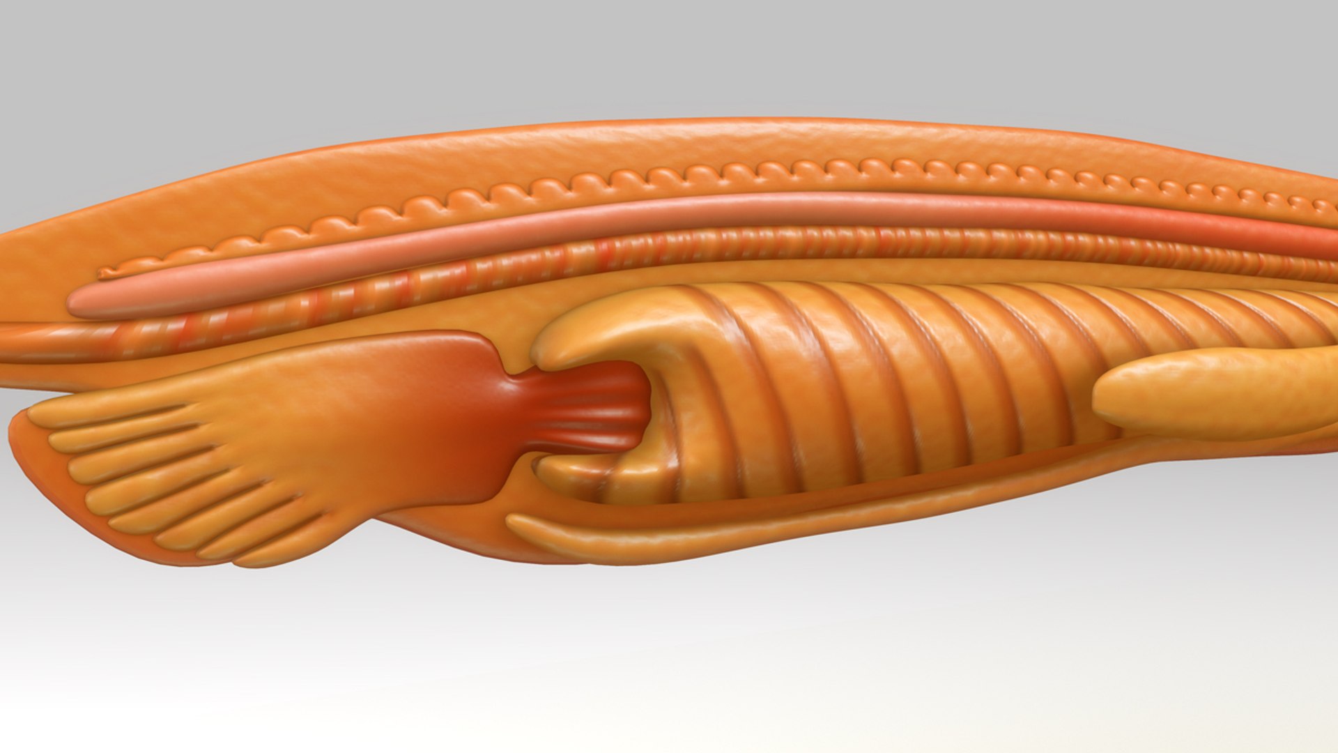 Obj Branchiostoma