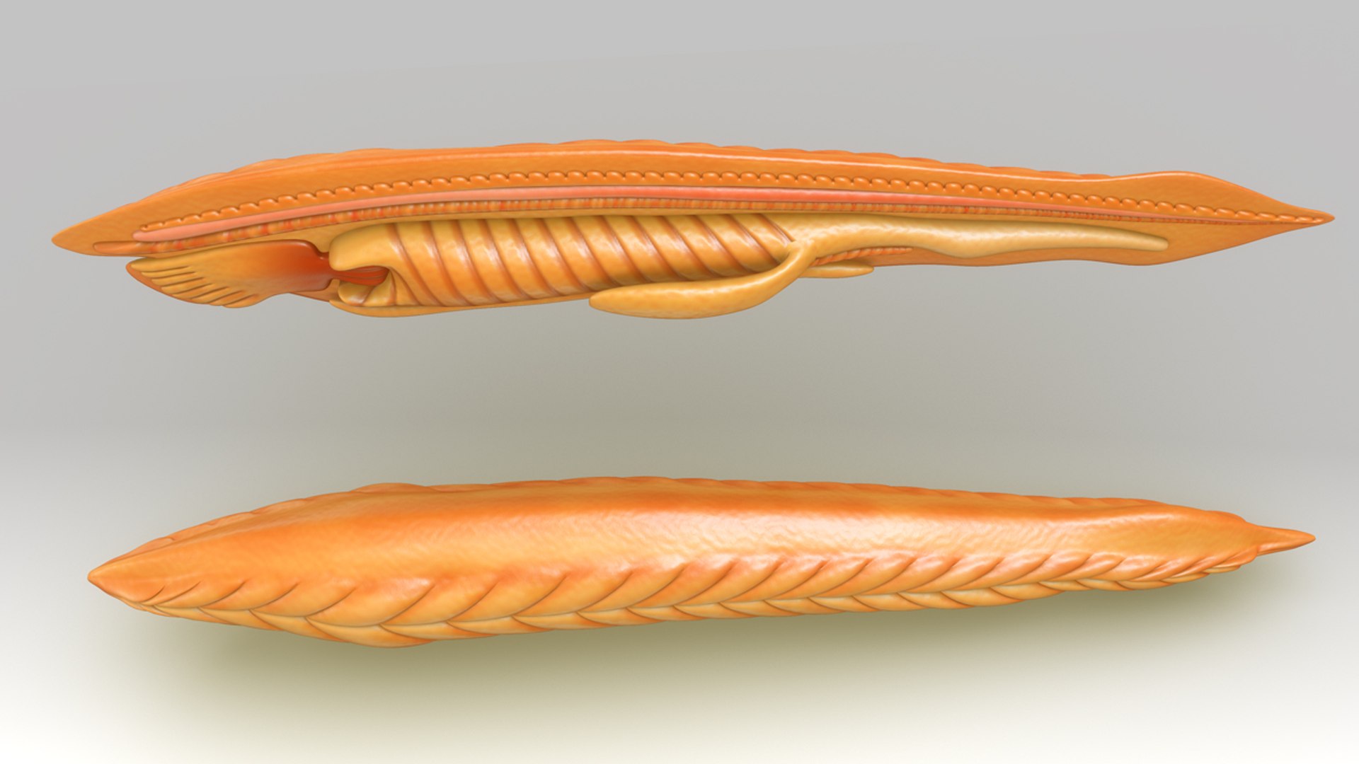 Obj Branchiostoma