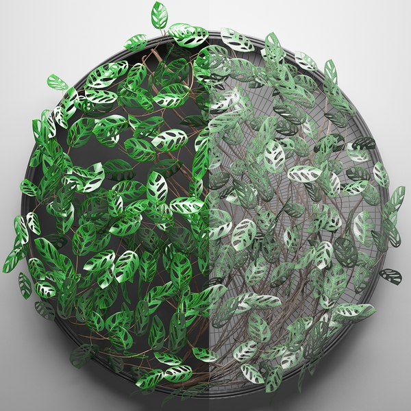 Vertical gardening monstera 3D model - TurboSquid 1322049