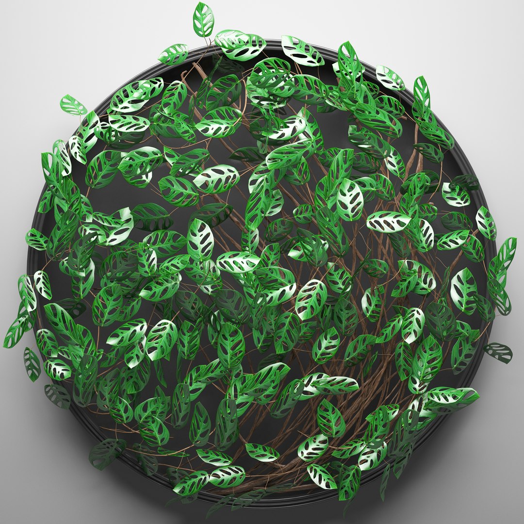 Vertical gardening monstera 3D model - TurboSquid 1322049