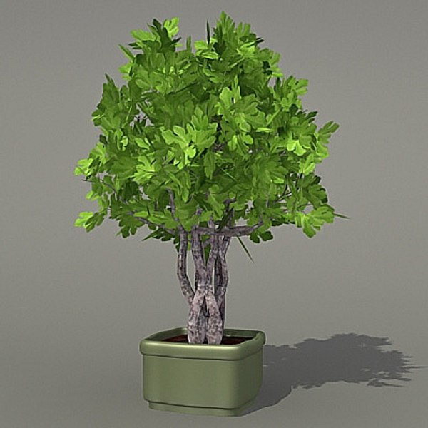 3D 3D Studio plant Plants flower