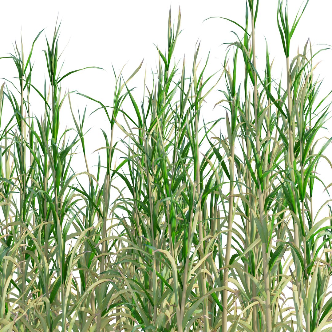 Rigged river cane Cluster 3D model - TurboSquid 2073527