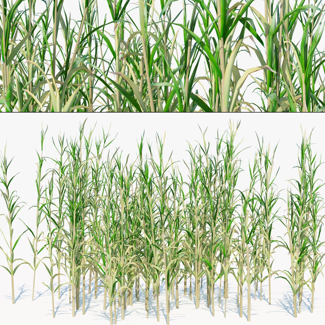 Rigged River Cane Cluster 3D Model - TurboSquid 2073527