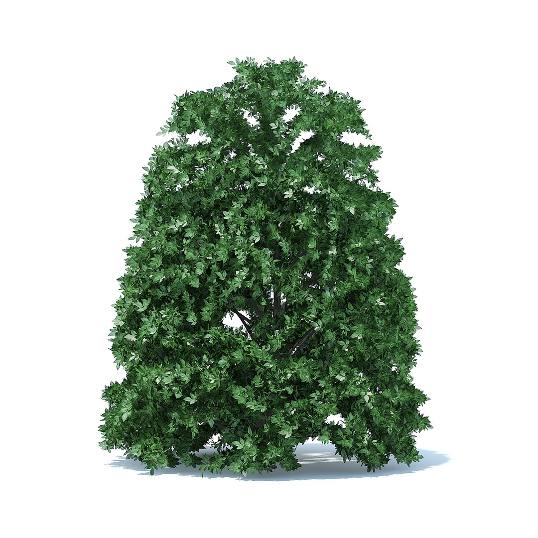 Shrub 3D Model - TurboSquid 1218367