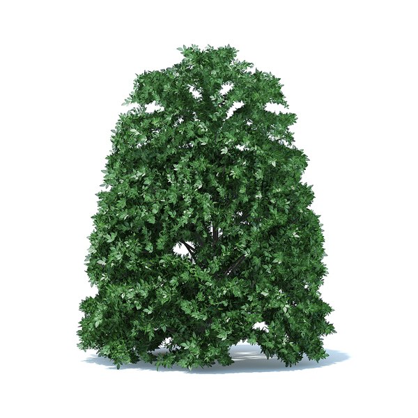 Shrub 3D model - TurboSquid 1218367