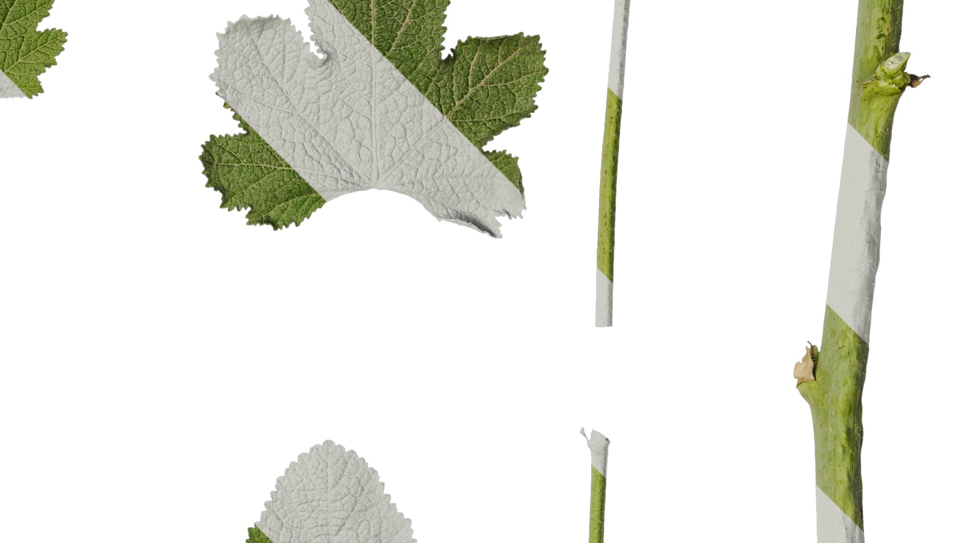 3D Anydrafts Alcea Rosea Leaf 03 Textures - TurboSquid 2352001