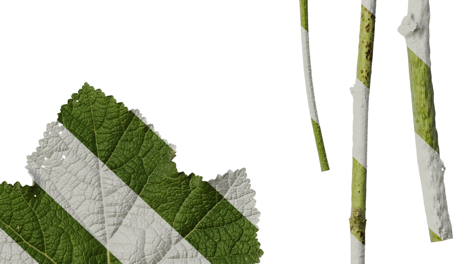 3D Anydrafts Alcea Rosea Leaf 03 Textures - TurboSquid 2352001