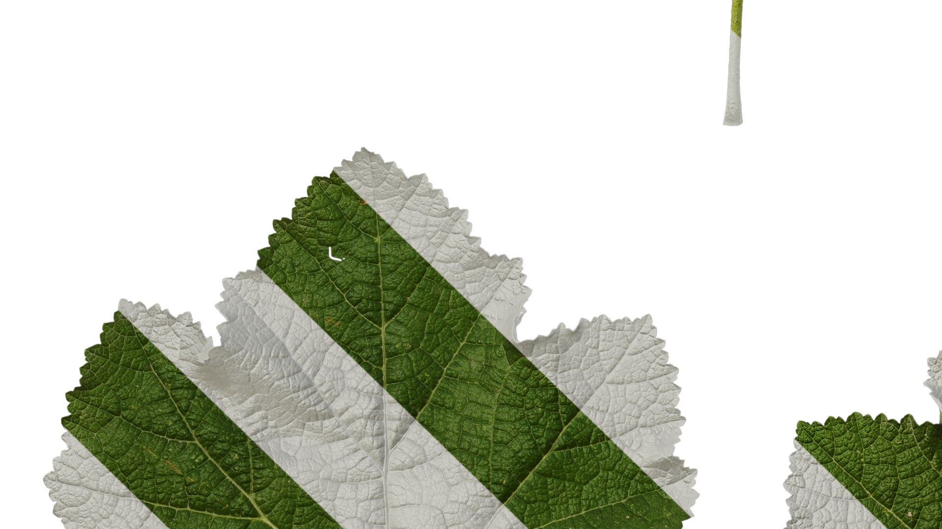 3D Anydrafts Alcea Rosea Leaf 03 Textures - TurboSquid 2352001