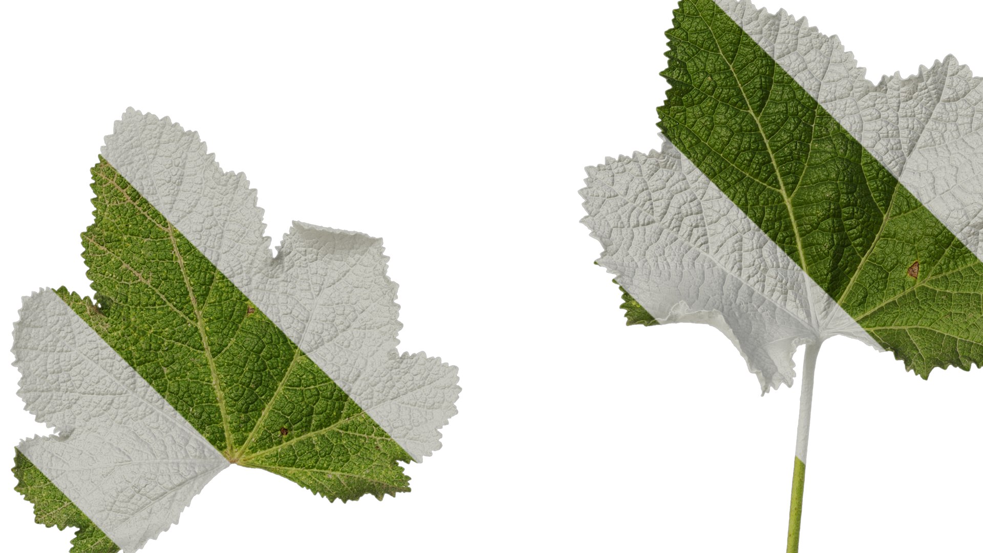 3D Anydrafts Alcea Rosea Leaf 03 Textures - TurboSquid 2352001