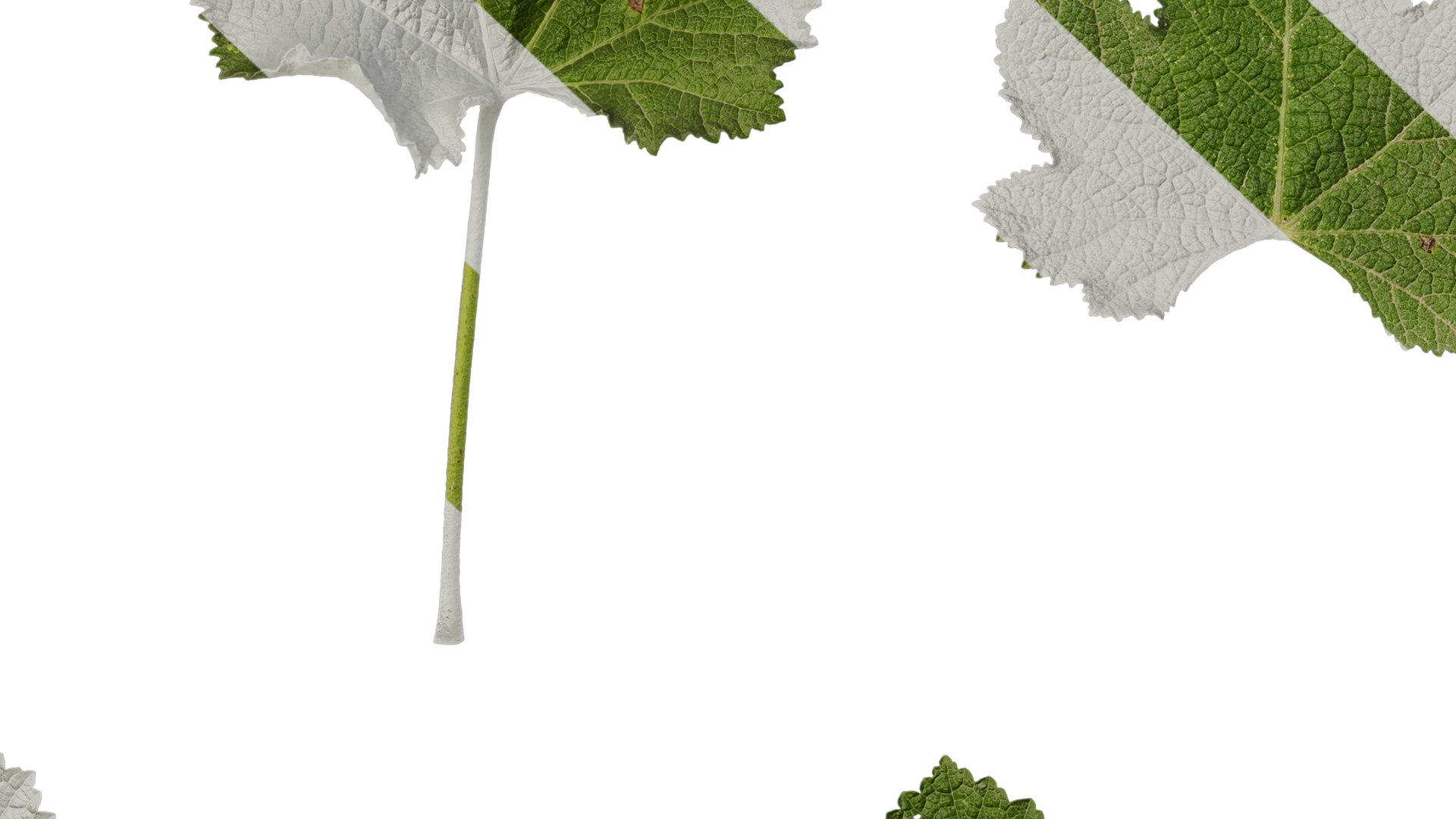 3D Anydrafts Alcea Rosea Leaf 03 Textures - TurboSquid 2352001