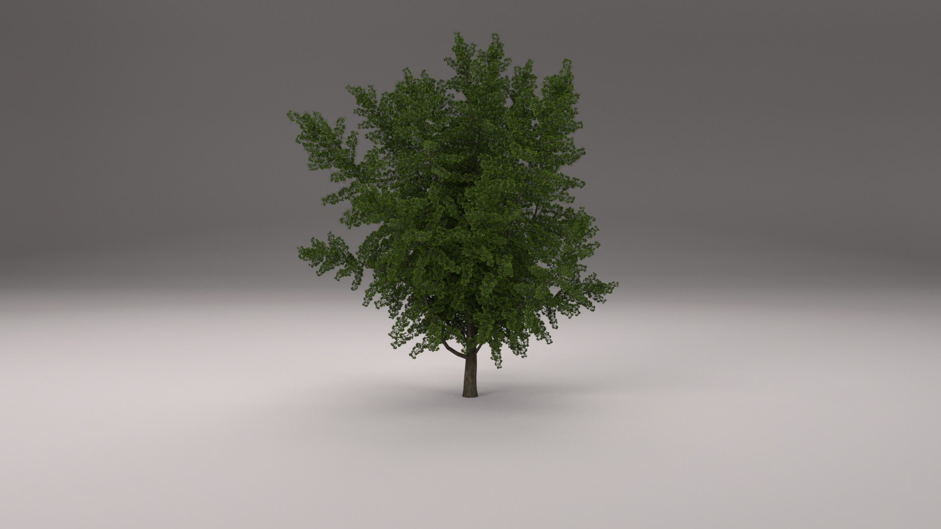 Tree3D模型 - TurboSquid 2034599