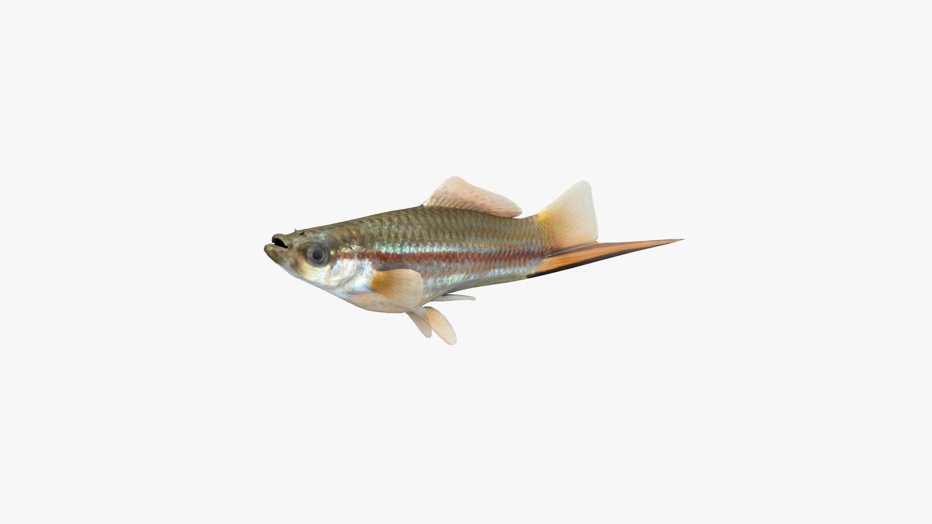 3D Green Swordtail Male - TurboSquid 2290223