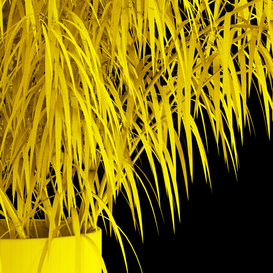 Realistic Agonis Flowers 3d Fbx