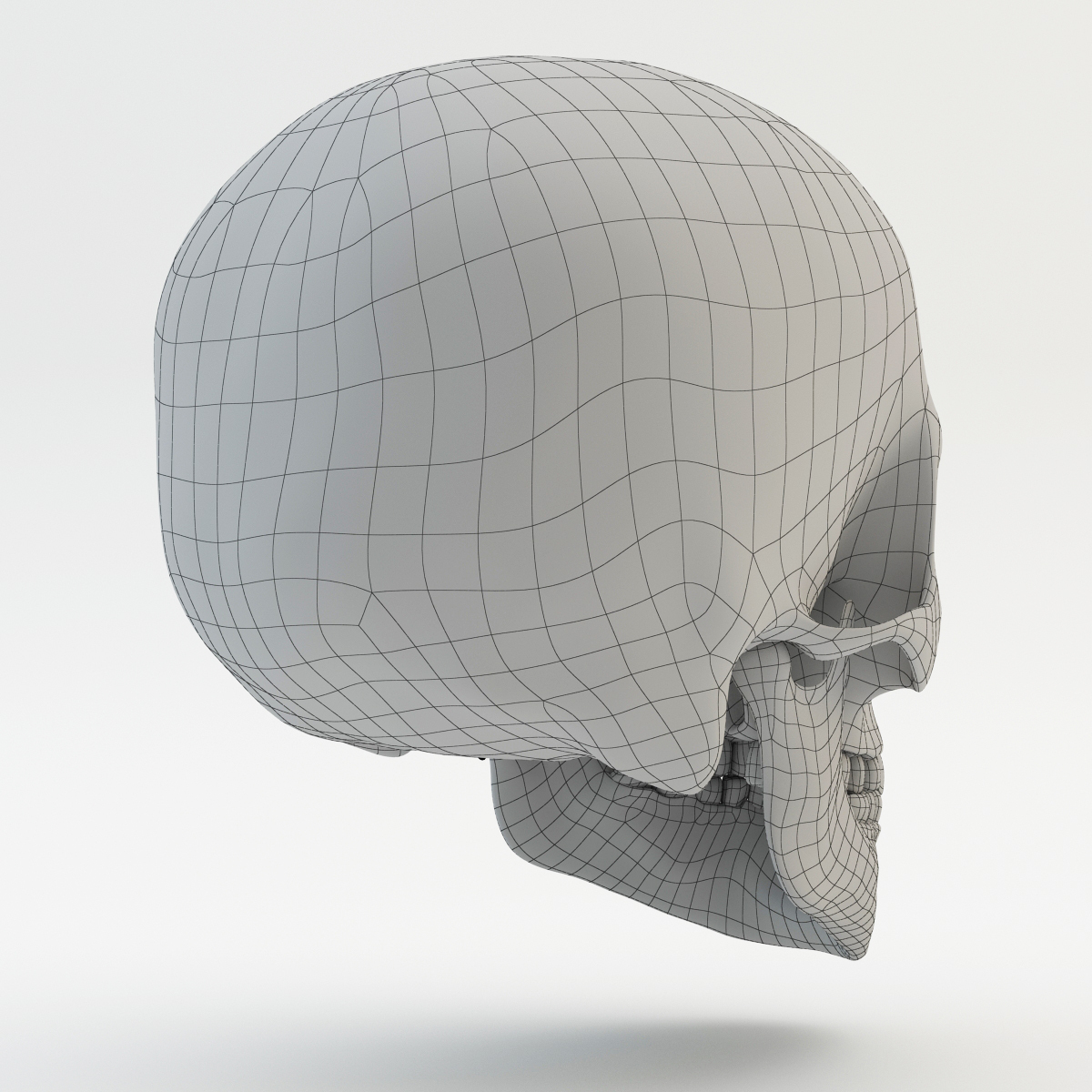 human skull 3d model