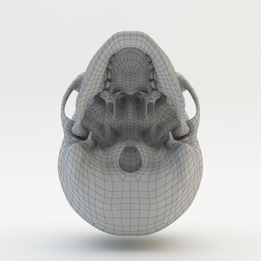 Human Skull 3d Model