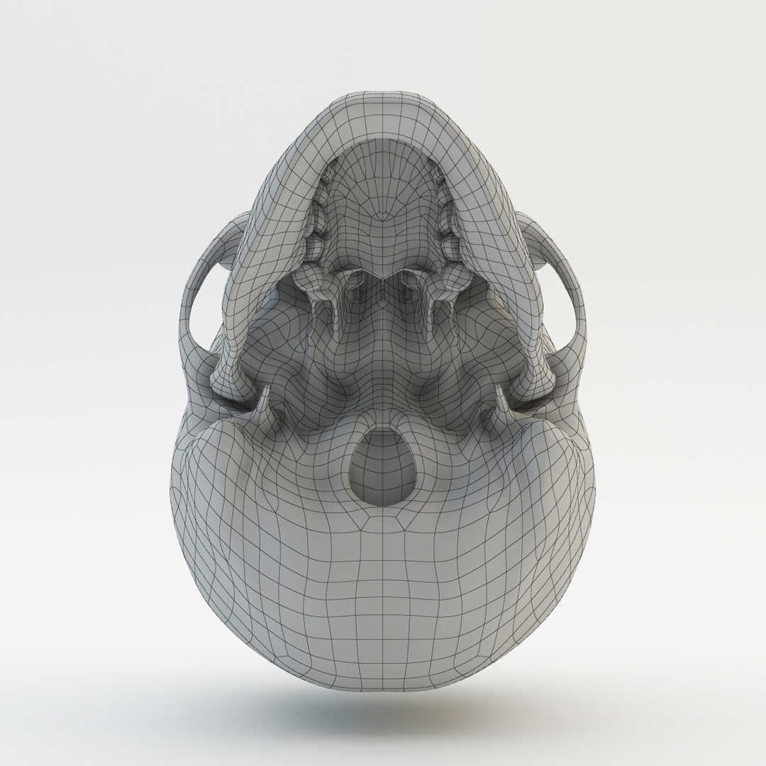 human skull 3d model