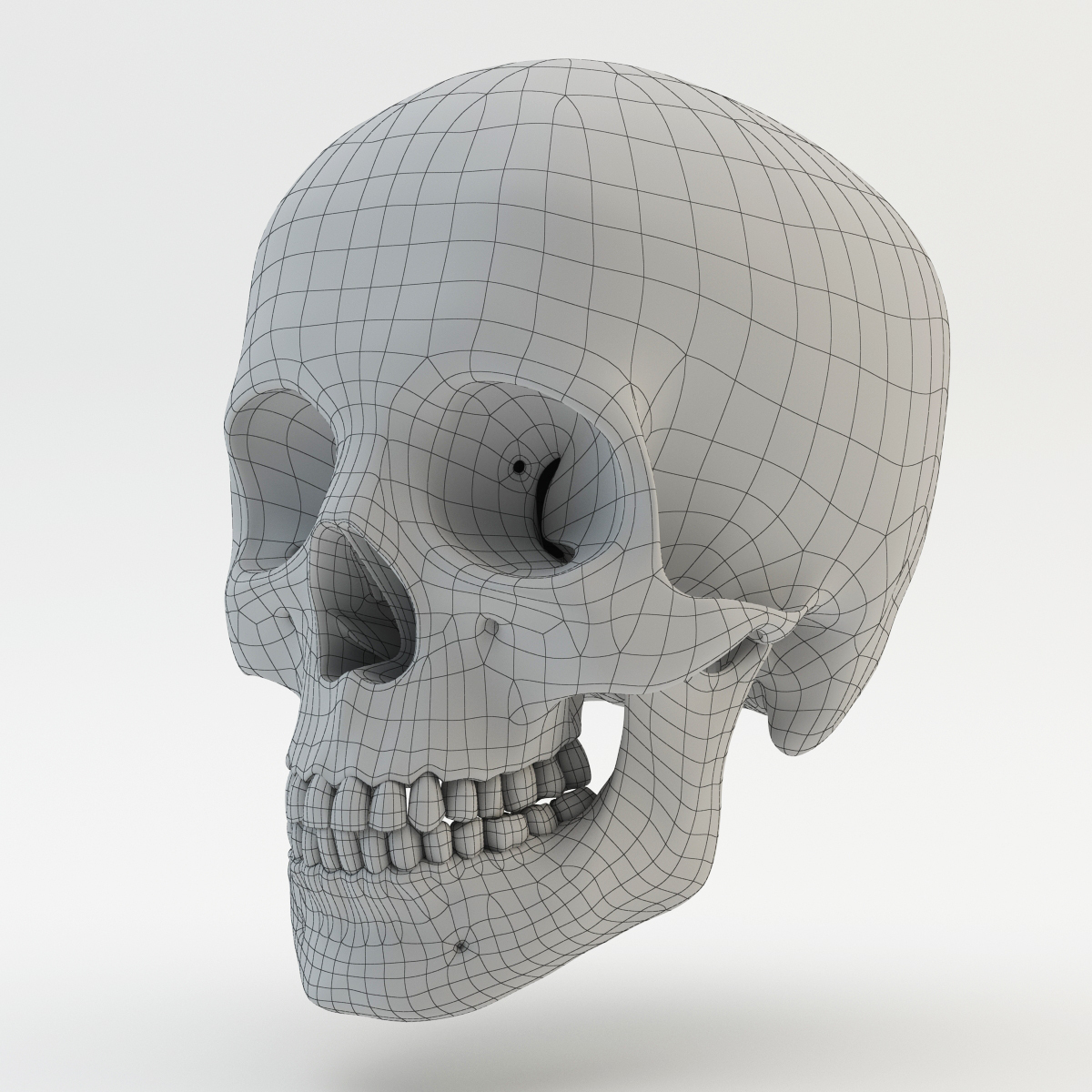 human skull 3d model