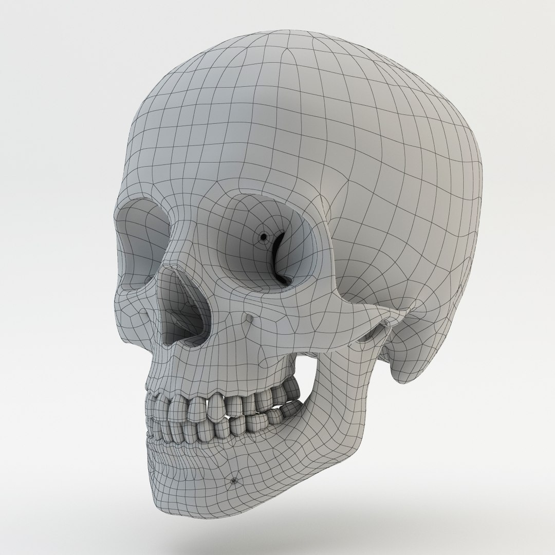 Human Skull 3d Model